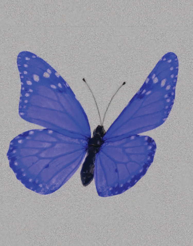 BUTTERFLY POSTER IN ALL COLORS – PosterFi