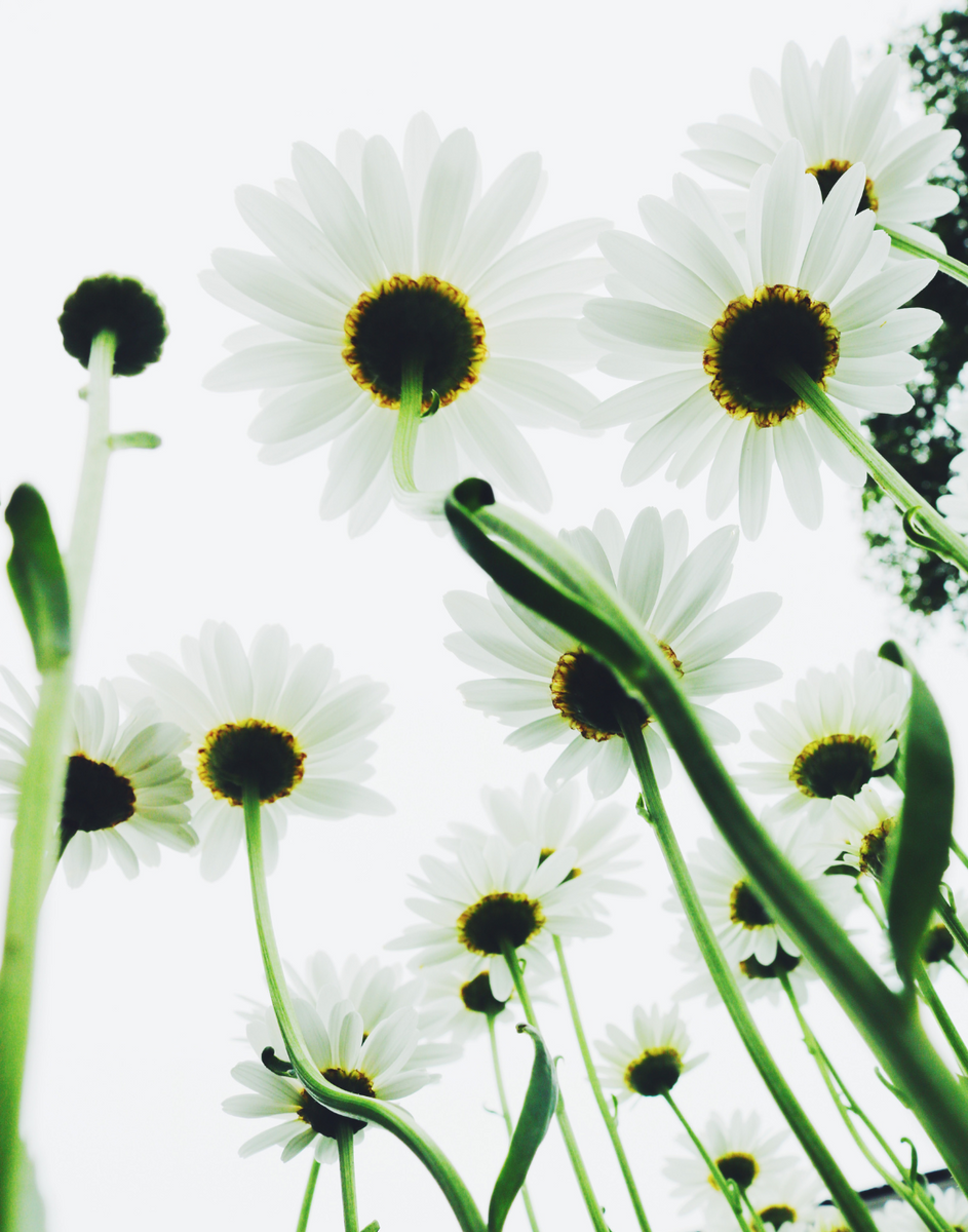 DAISY POSTER – PosterFi
